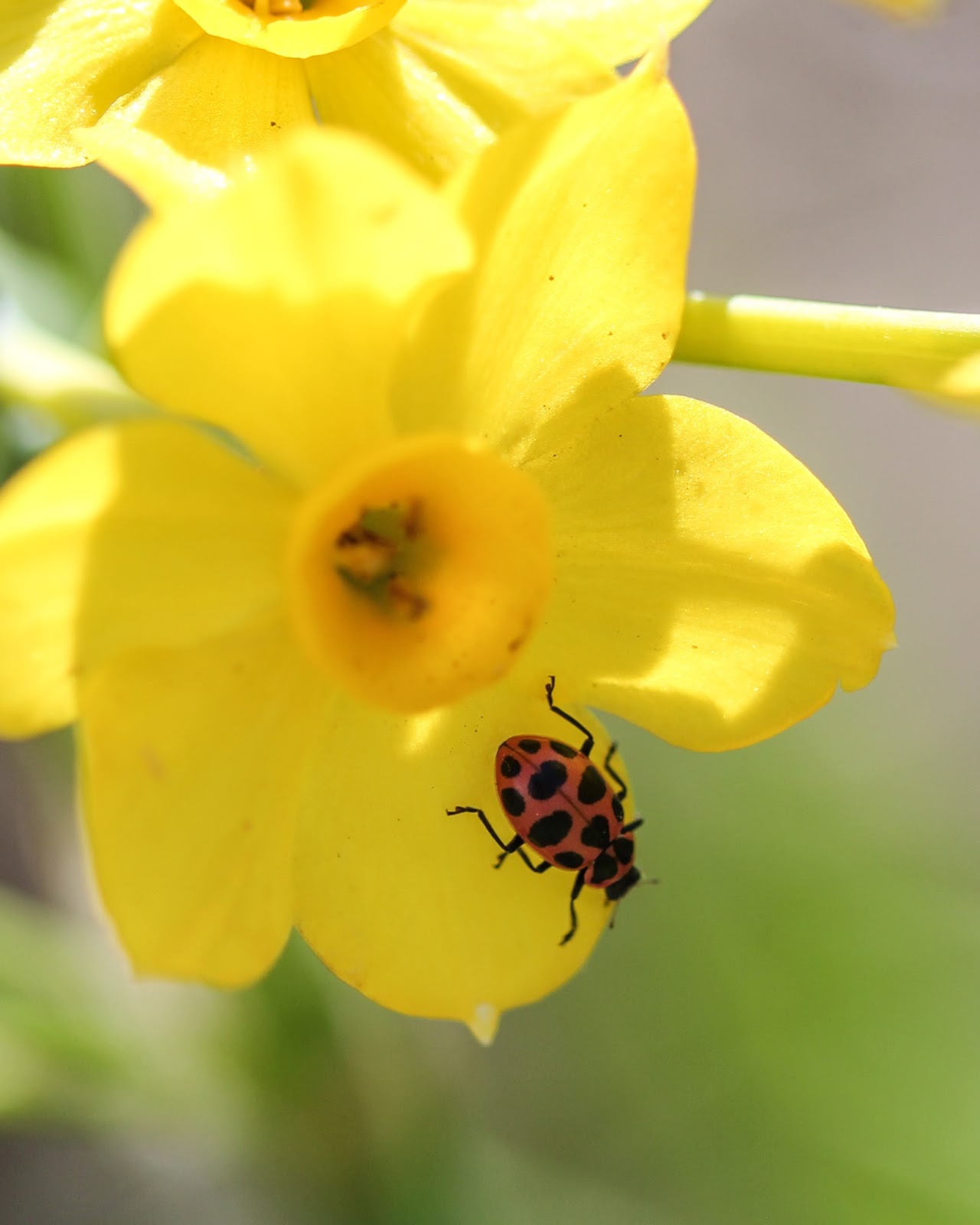 Red House Garden: The Pink Spotted Ladybug