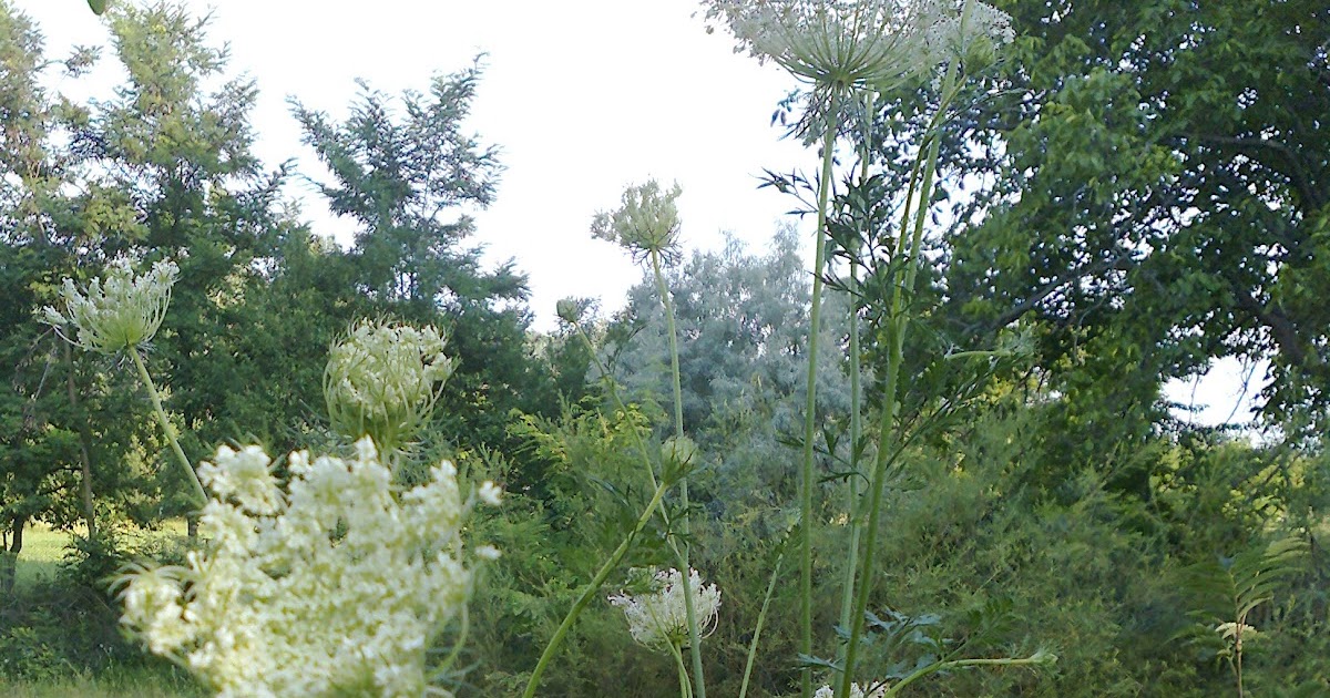 Timp liber: Posibile confuzii (partea a II-a) Morcovul salbatic vs. Cucuta