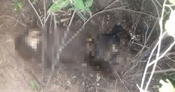 Guanambi Corpo Em Avançado Estado De Decomposição é Encontrado