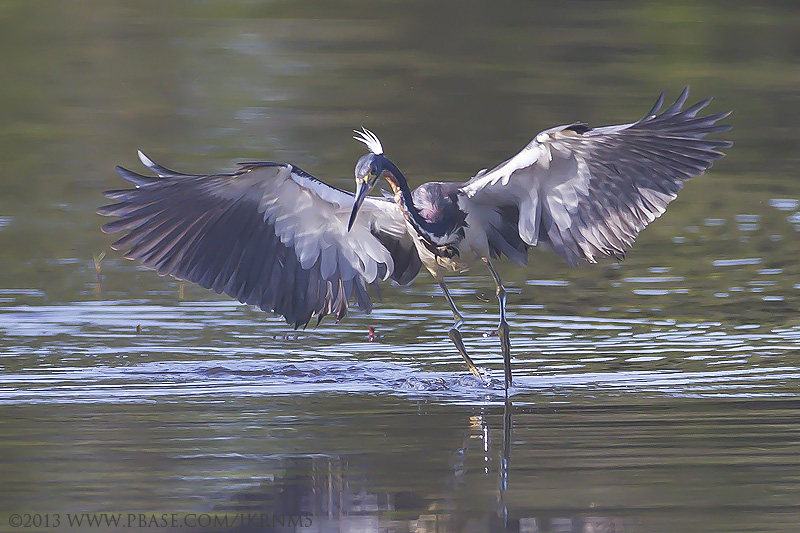SWFloridabirder: Harns Marsh Preserve: Early May Action