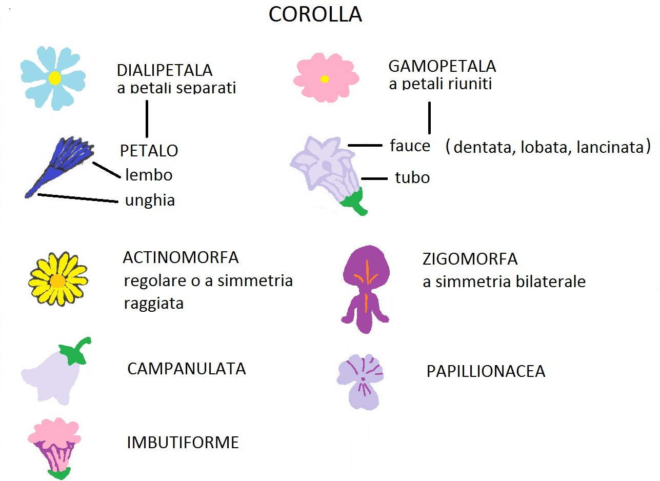 Il Giardino della Terra: FIORE