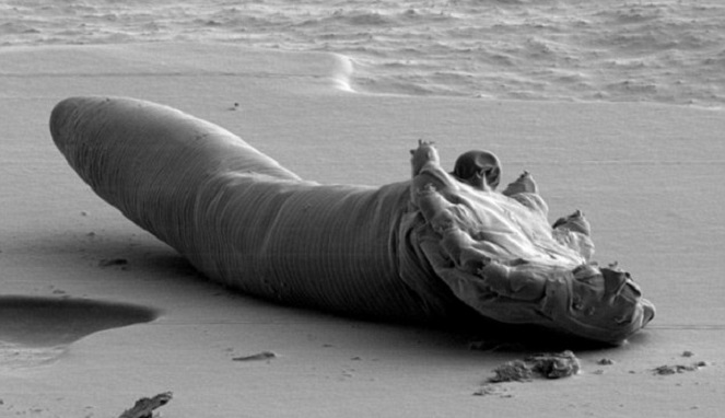 SEREEEM, Ini Dia Mahluk Mengerikan yang Hidup di Wajah Kita | #3 - 99 ...