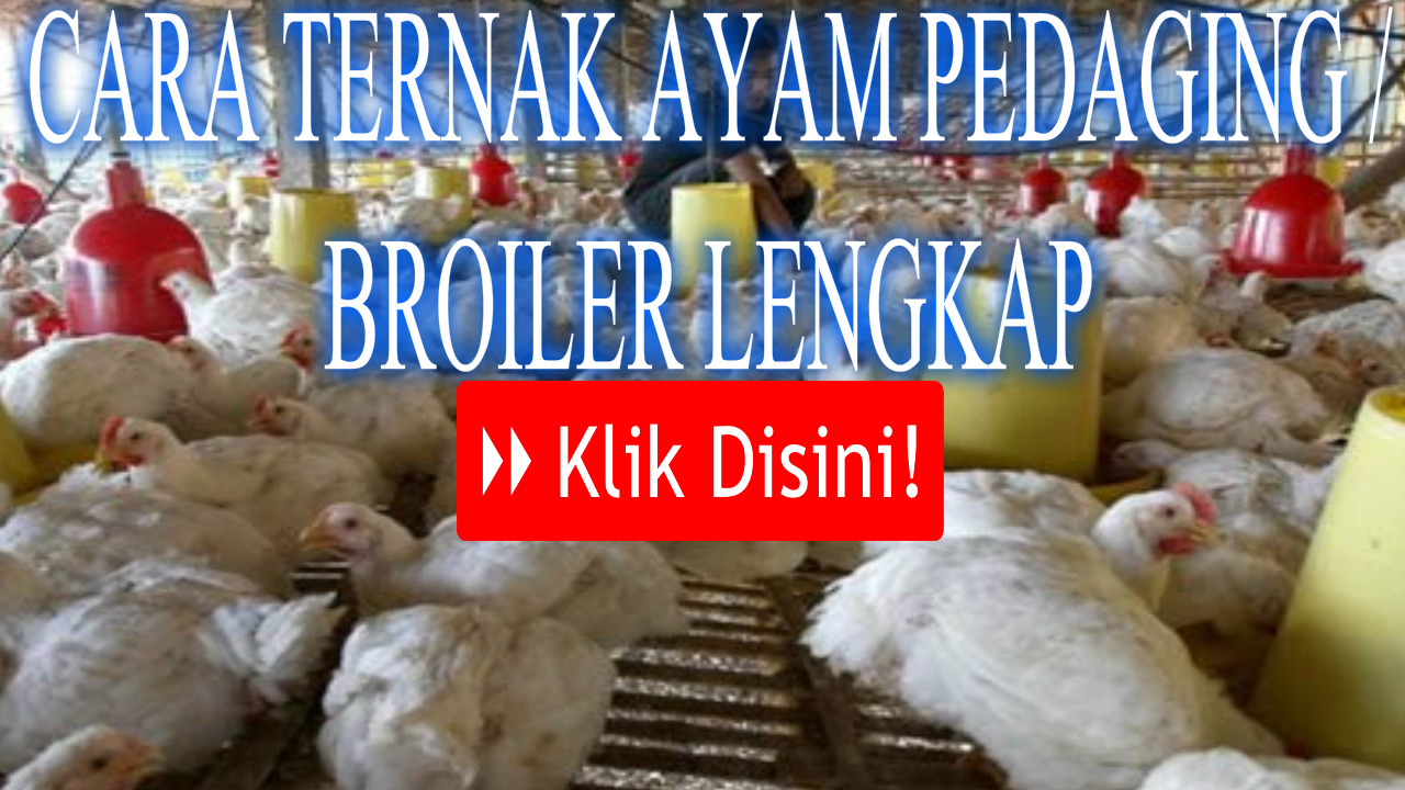 Kiat Ternak Ayam Pedaging Broiler | Kiat meningkatkan Panen Nutrisi & Vitamin | Cara Sukses ...
