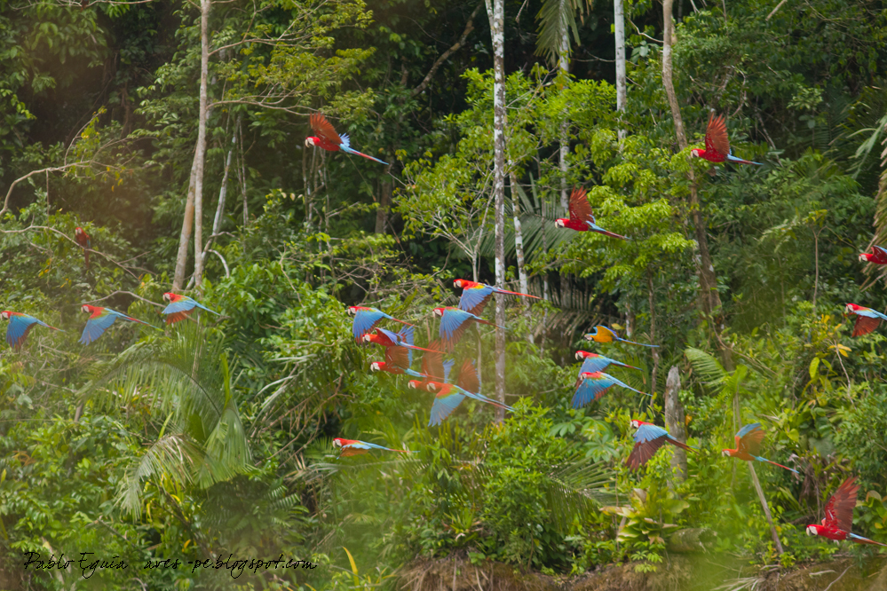 mis fotos de aves: Collpas en el río tambopata