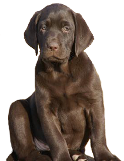 Blockhead Labrador Puppies: Blockhead Labrador Puppies Are Not For ...