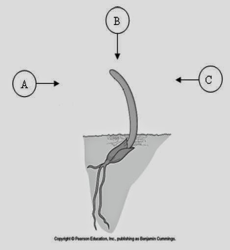 Estude FATEC: 40 2008-2 Fototropia
