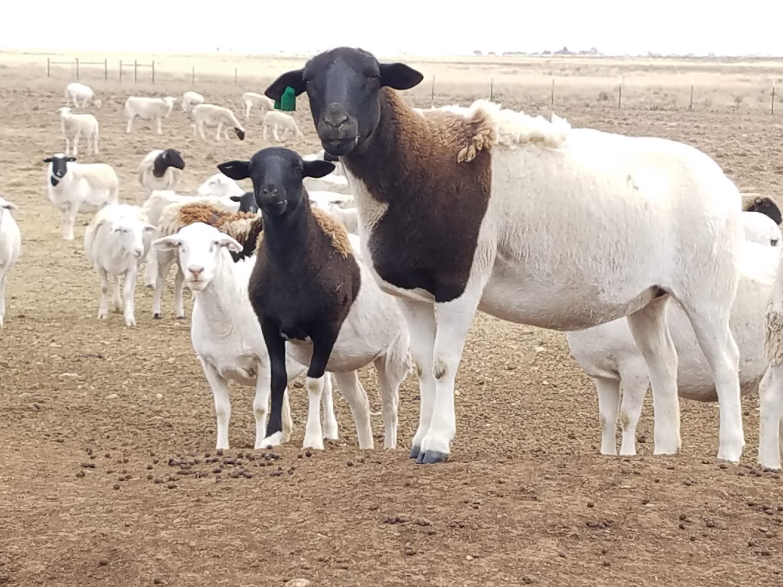 The State of the Union: Sheep and Sheepfold at New Mexico Farm (Photos)