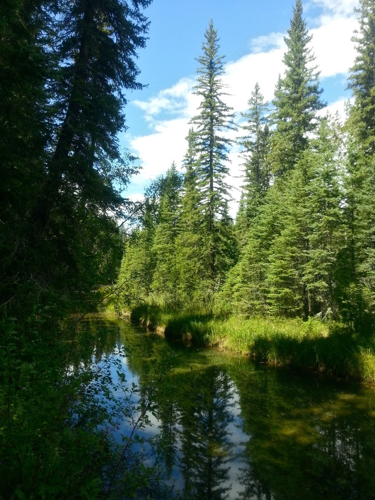 Walking Calgary: Griffith Woods