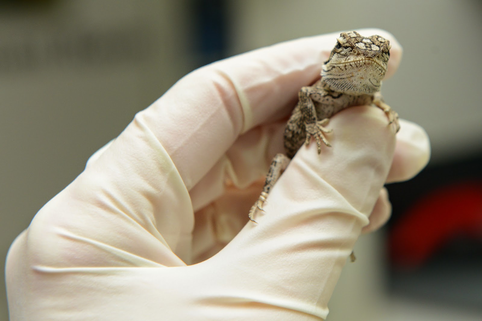 Newborn Bearded Dragon