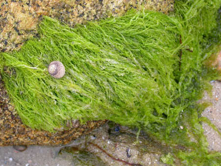 Va de Mar: BOTÁNICA MARINA 37 especies MARINE BOTANY 37 species