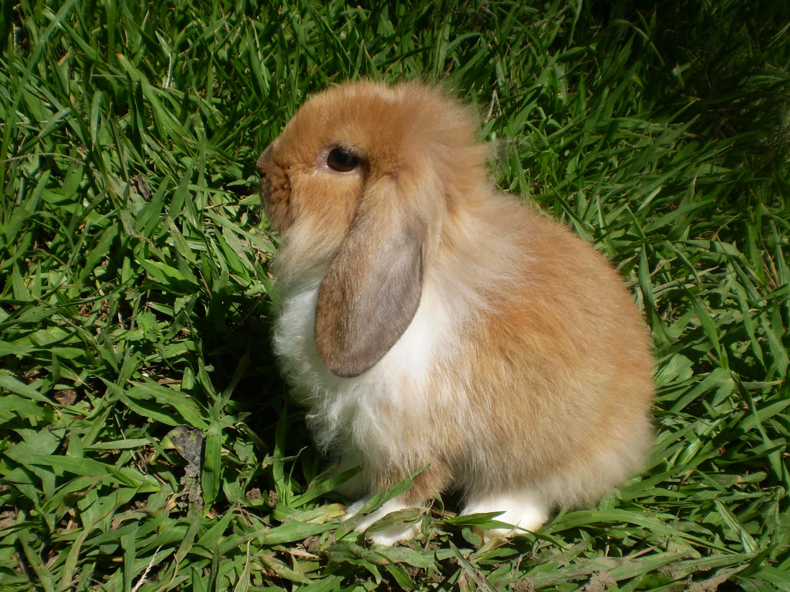 como cuidar de mini coelhos