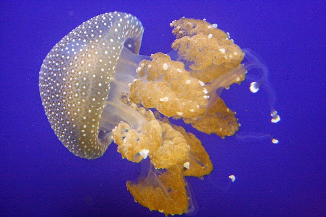 Science online: The classification of the animals according to the ...