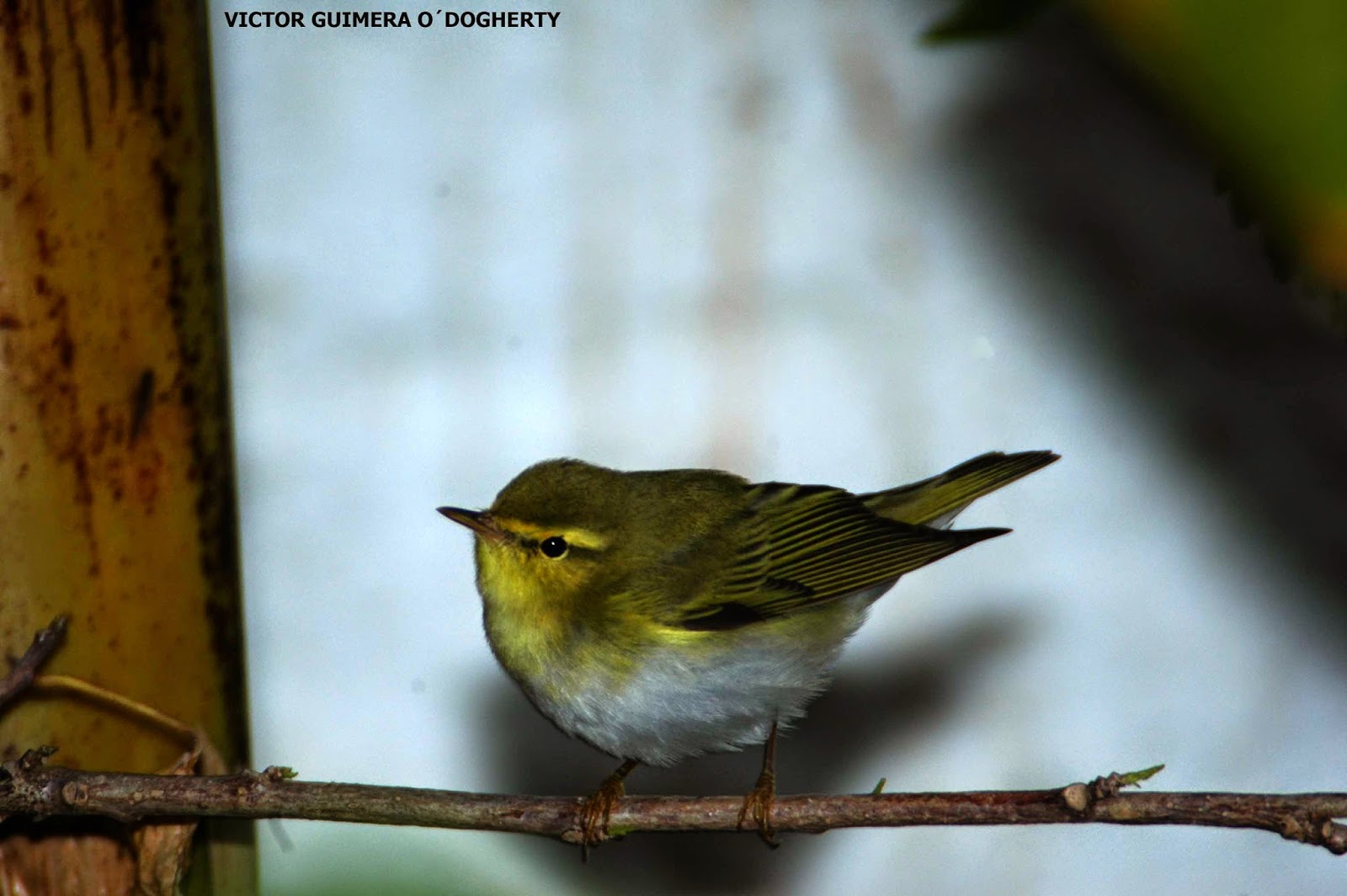 Mis imágenes de aves: EL MOSQUITERO SILBADOR