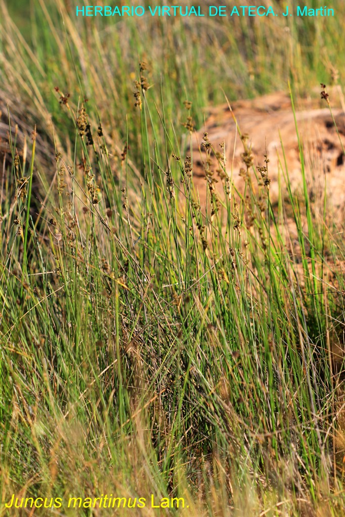Flora silvestre de Ateca: Juncus maritimus.