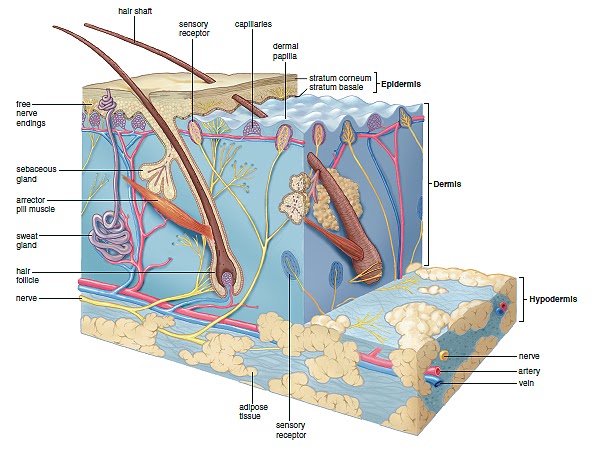 Skin - structure ~ Medicine Hack