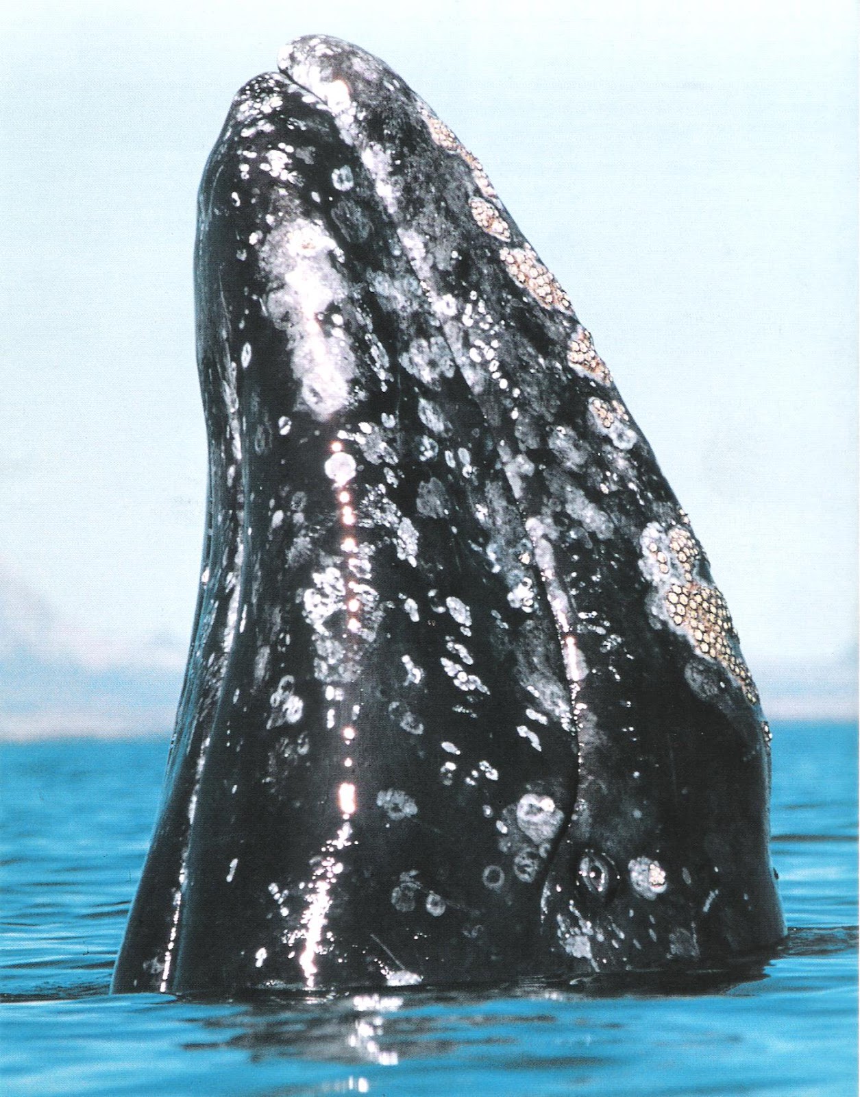 Zoológico Virtual do Koba: Baleia Cinza