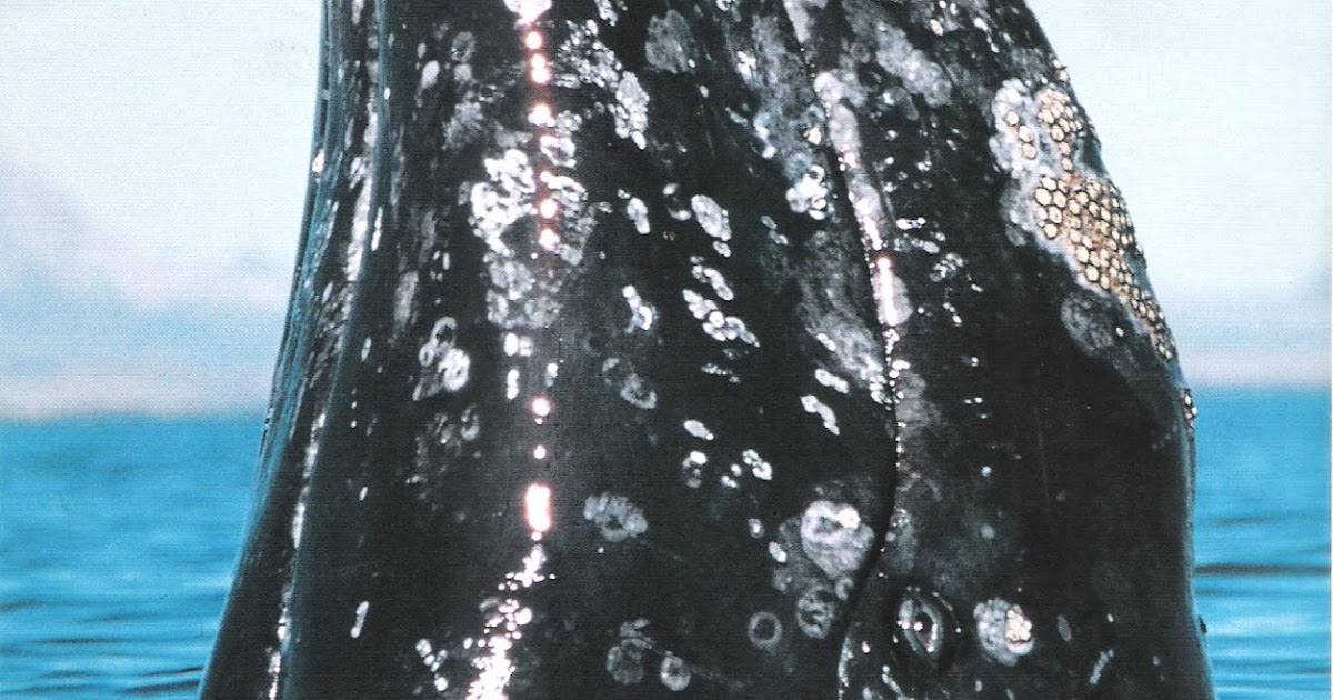 Zoológico Virtual do Koba: Baleia Cinza