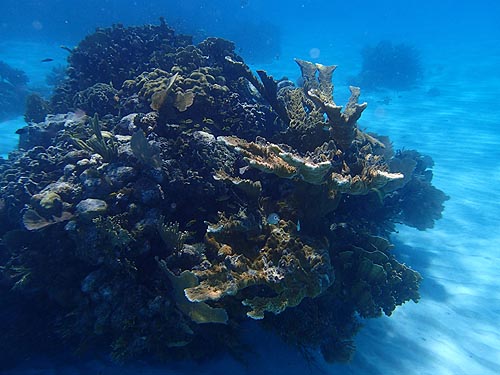 My Roatan - Adventures in Creating Nirvana: snorkeling pigeon cay