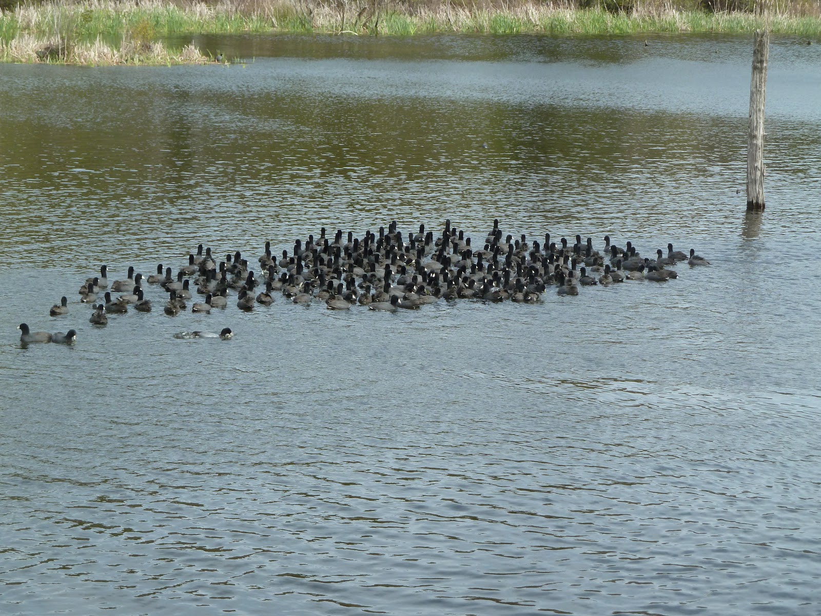 The Wanderer: Harris Neck Wildlife Refuge
