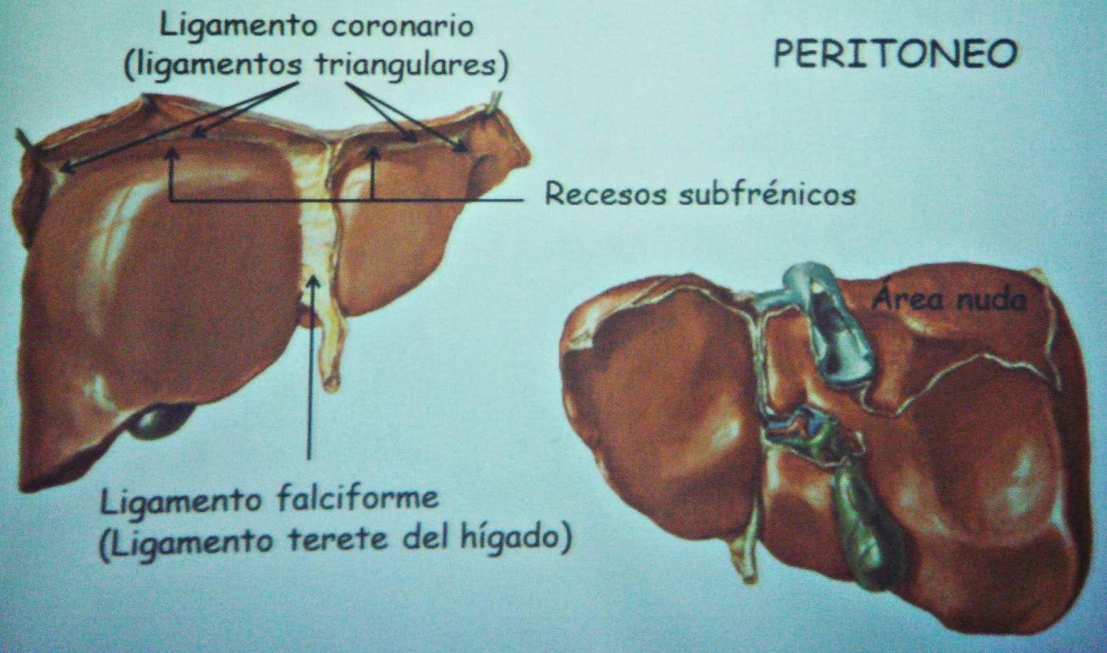 Hígado y vías biliares - Sistema digestivo