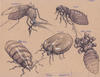 Tyler Chow: Dynamic Sketching - Week 4 - Insects