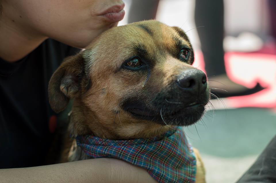 Valle Colino: Perros pequeños - CHAPI ¡¡ ADOPTADO