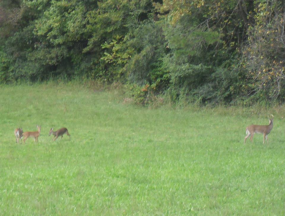 Living Above the Frost Line: LET US CELEBRATE POEMS BY BARBARA GROCE ...