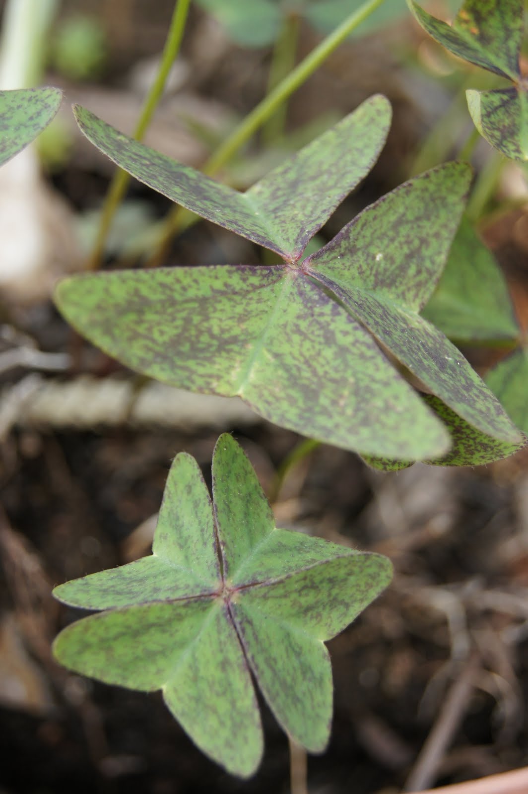 LUZAZUL: TREBOL DE CUATRO HOJAS
