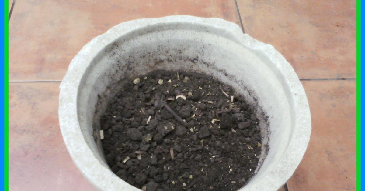 Microemprendimiento Verde El Tomate Feliz: ¿ Cómo siembro Lapacho ...