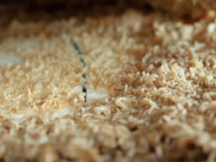 Casu Marzu - Phô mai giòi, Đặc sản của Italy - Quinhon11