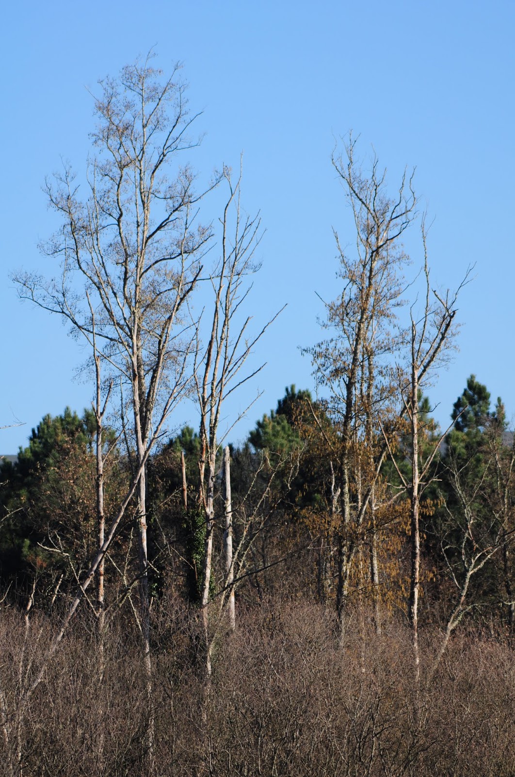 Verín Natural: Censo ibérico de Aguia peixeira invernante 2019