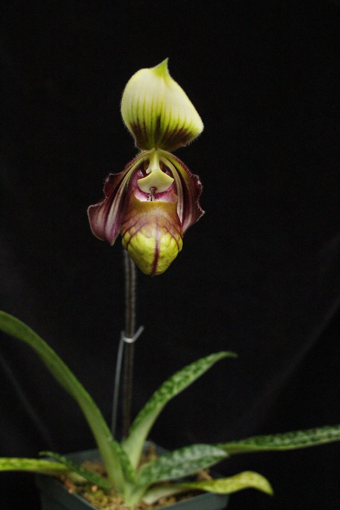 Paphiopedilum sangii orchid plant care and culture | Travaldo's blog