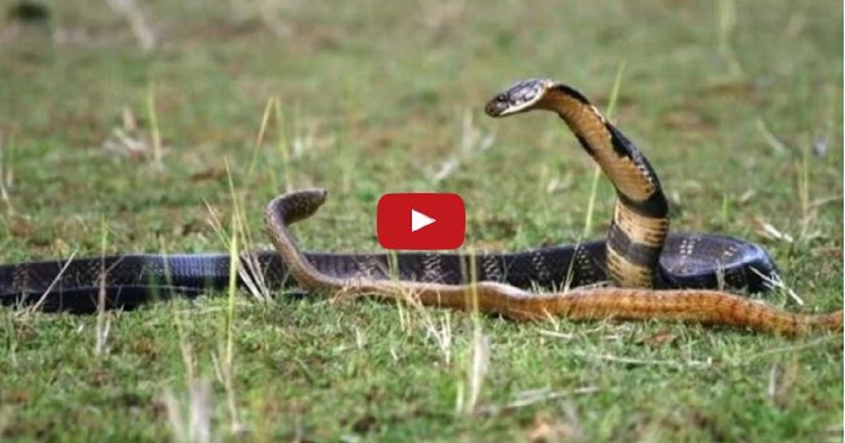 Animal WildLife, King Cobra Snake is eating rat snake, KING Cobra ...