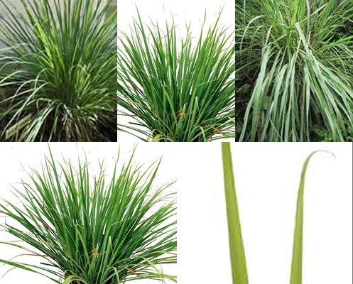 Science in Nature: INDIGENOUS MEDICINAL PLANTS AND PRACTICES IN ...