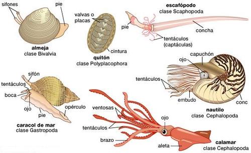 BIOLOGIA: PHYLLUM MOLLUSCA