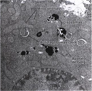 histologia de los tejidos: Cèlulas