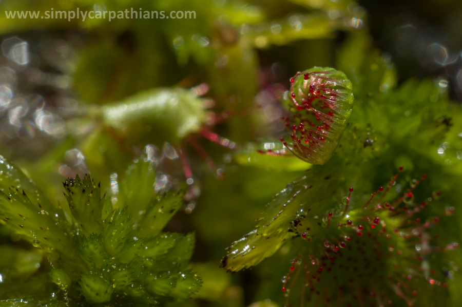 through geographer's eyes: Macrophotography: round-leaved sundew