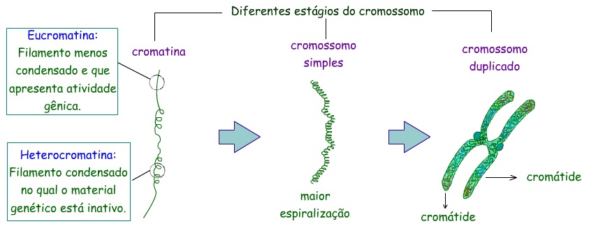 Origem do Sistema: Núcleo e cromossomos