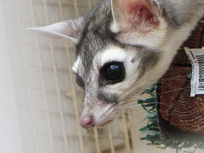 Suburban Naturalist: Ringtails: Arizona's State Mammal