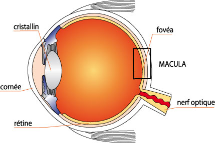 Pourquoi a t-on les yeux rouges sur certaines photos? ~ Général Kulture!