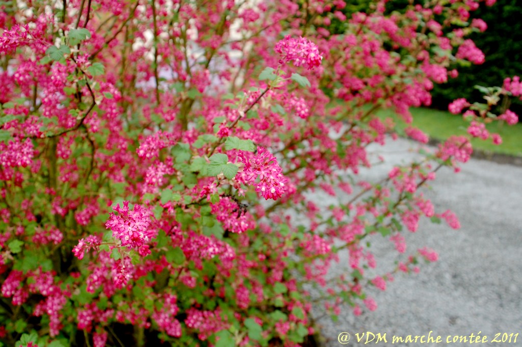 le jardin de nanny en 2011: Ribes odoratum, groseillier à fleurs jaunes
