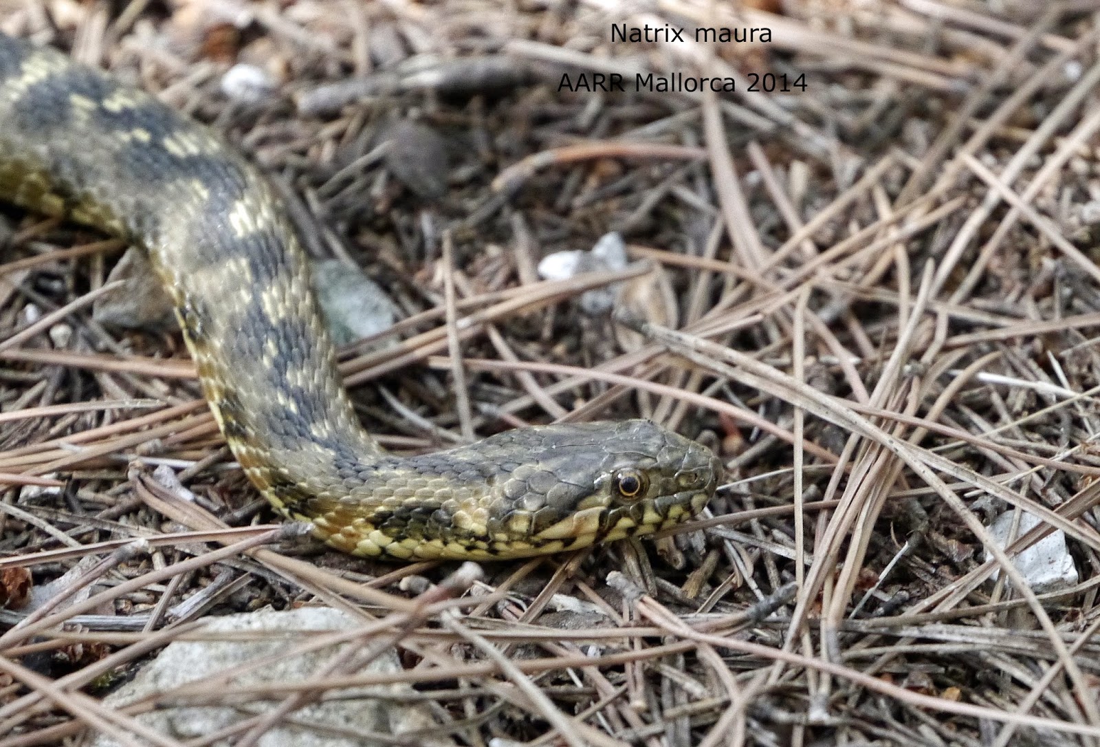 ANFIBIOS Y REPTILES Y PEQUEÑOS MAMIFEROS.: CULEBRA VIPERINA (NATRIX MAURA)