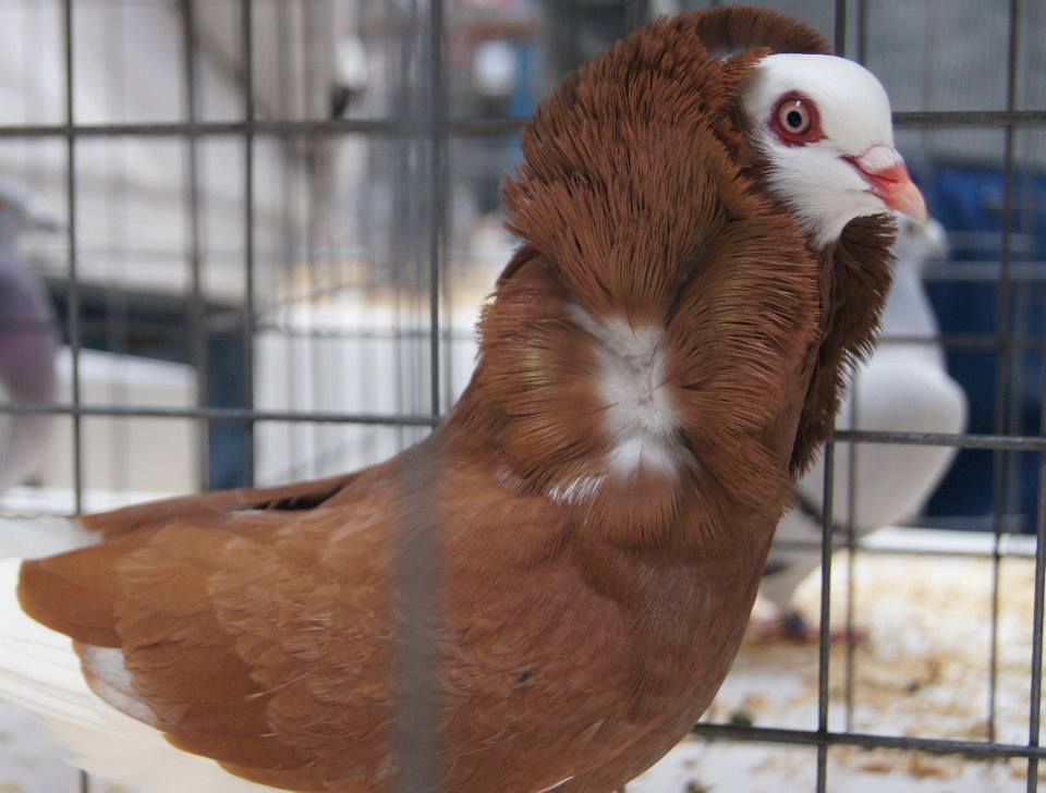 World of Pigeons and Doves: Old Dutch Capuchine ( Altholländischer ...