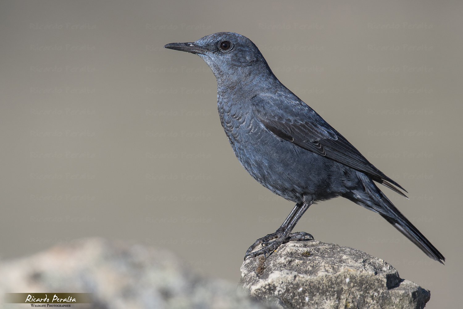 Ricardo Peralta. Fotógrafo de Naturaleza: Roquero Solitario (Monticola ...