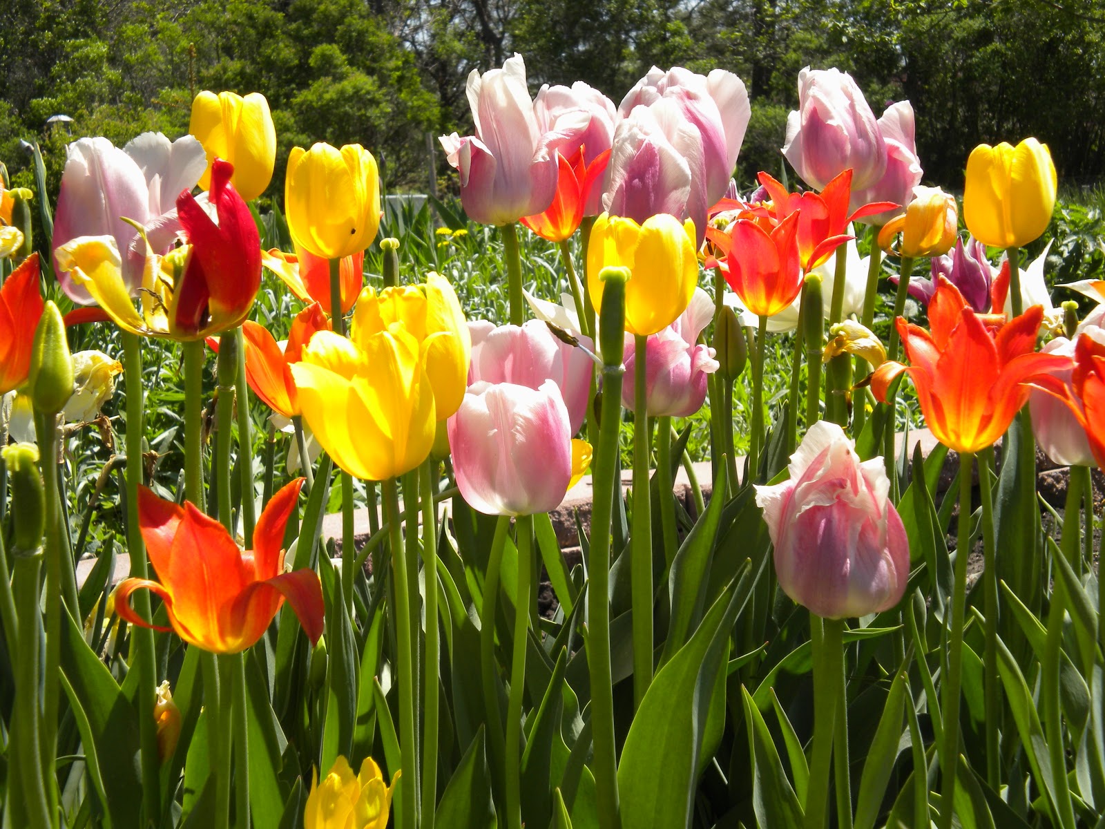 Wiese Acres: Tubers, Bulbs, Corms and Rhizomes