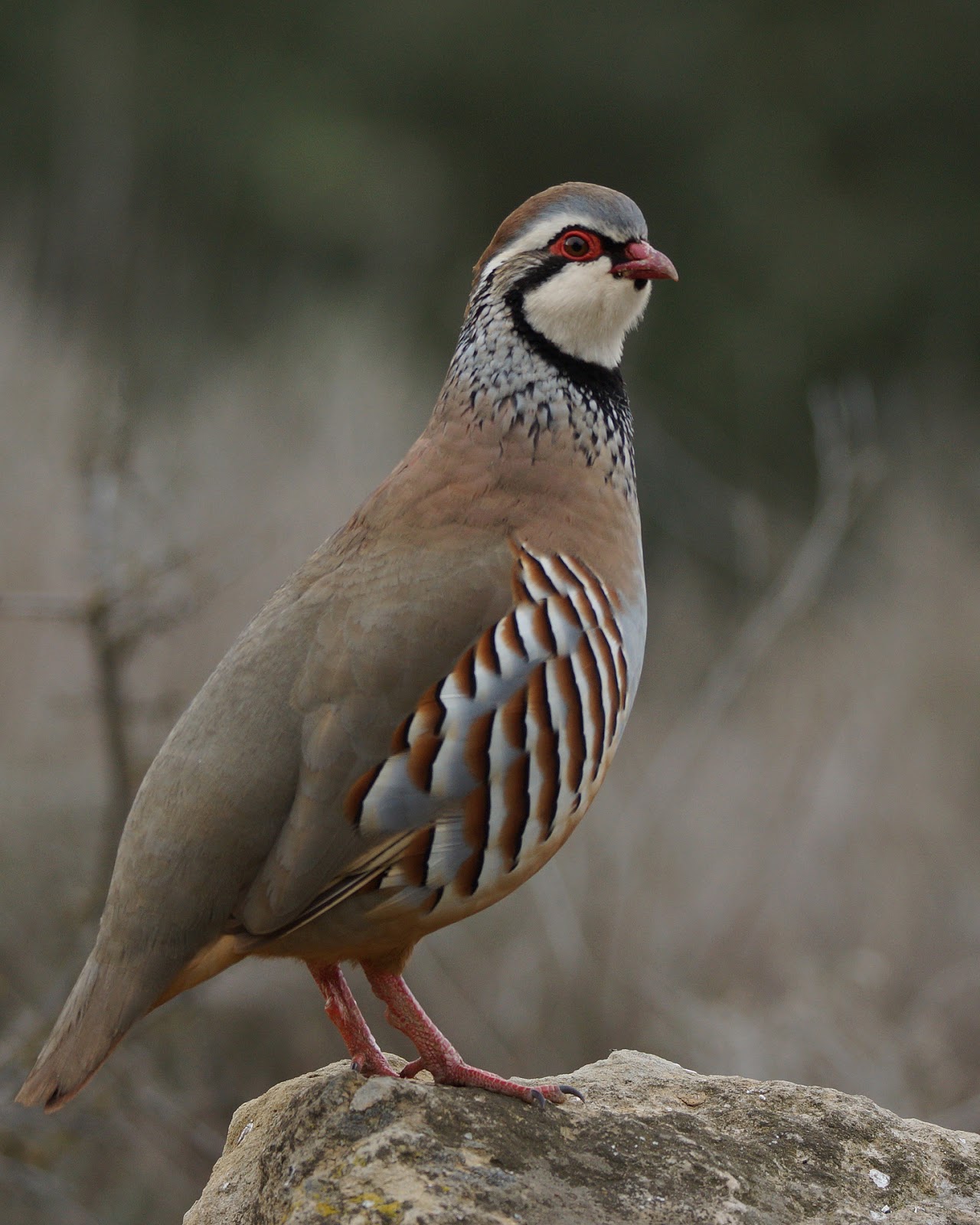 Pasión por las aves: Perdiz roja.(Alectoris rufa)