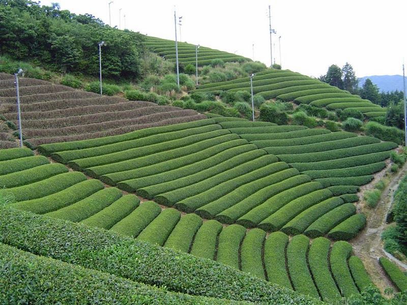 Wazuka Green Tea Farms, Japan