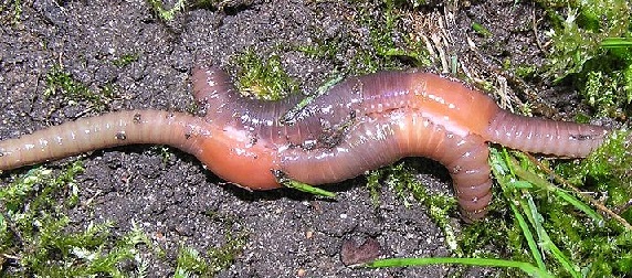 De Mens en de Natuur blogspot: Het verhaal van een regenworm ...