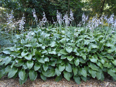 Future Plants by Randy Stewart: Hosta