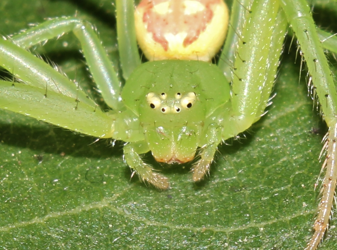 Biodiversity of Cyprus by NGO Protection of the Natural Heritage and ...